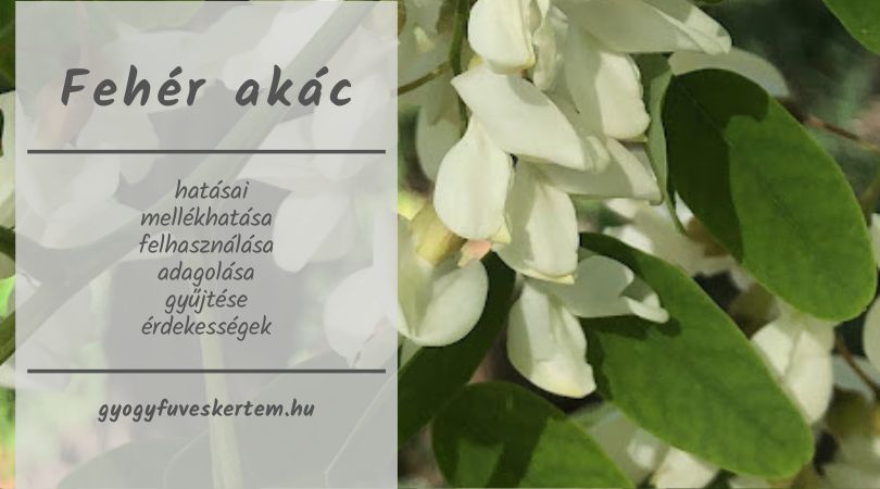 Fehér akác (Robinia pseudoacacia) - GyógyfüvesKertem