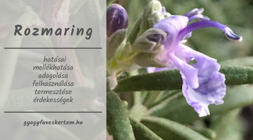 Rozmaring (Rosmarinus officinalis) - GyógyfüvesKertem