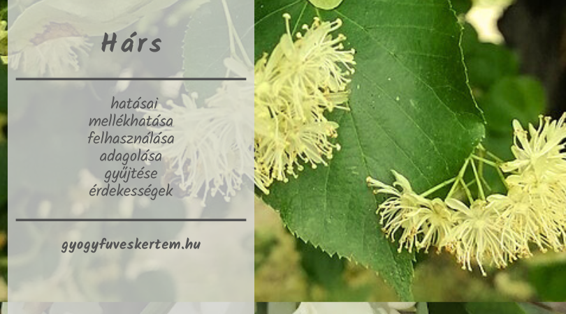 Hársfa (Tilia cordata, T. grandiflora, T. patyphyllos) - GyógyfüvesKertem