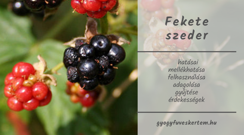 Fekete szeder (Rubus fructicosus) - GyógyfüvesKertem