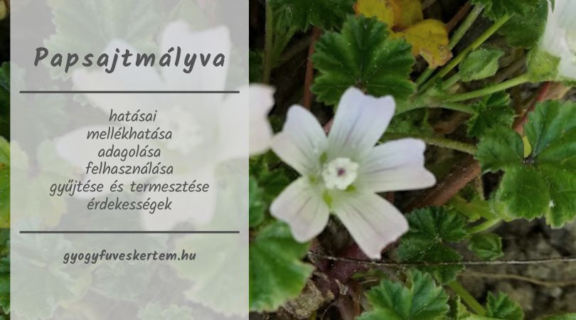 Papsajtmályva, erdei mályva (M. neglecta, M. sylvestris) - GyógyfüvesKertem