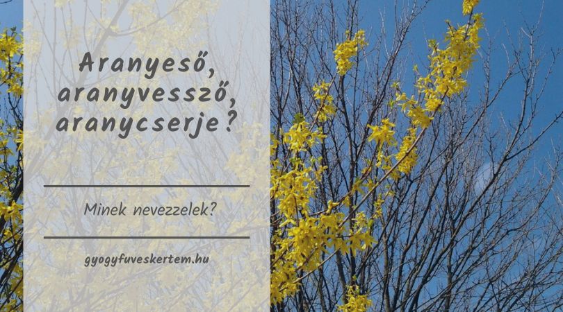 Aranyeső, aranyvessző, aranycserje? - GyógyfüvesKertem