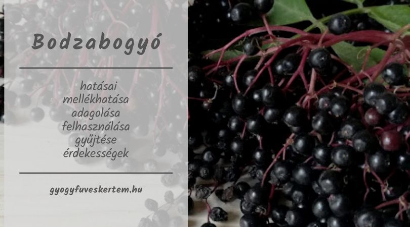 Bodzabogyó (Sambuci fructus) - GyógyfüvesKertem