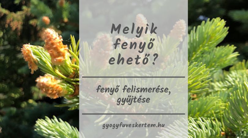 Fenyő felismerése, gyűjtése - GyógyfüvesKertem
