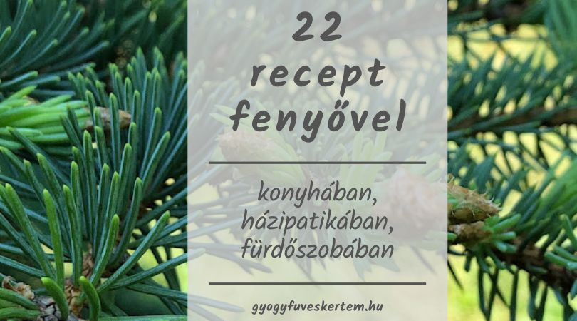 22 fenyő recept konyhában, házipatikában, fürdőszobában - GyógyfüvesKertem